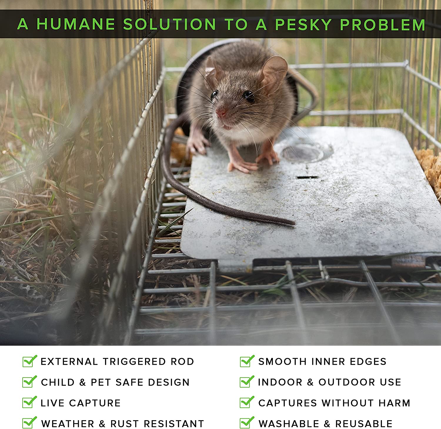 Humane rat traps store